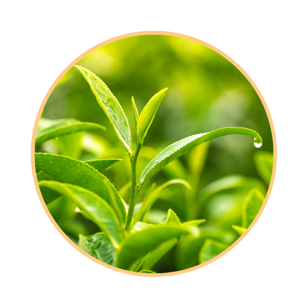 Sebum & Oil Control, Acne Pits, Acne Spots & Pimple Repair Acne Gel